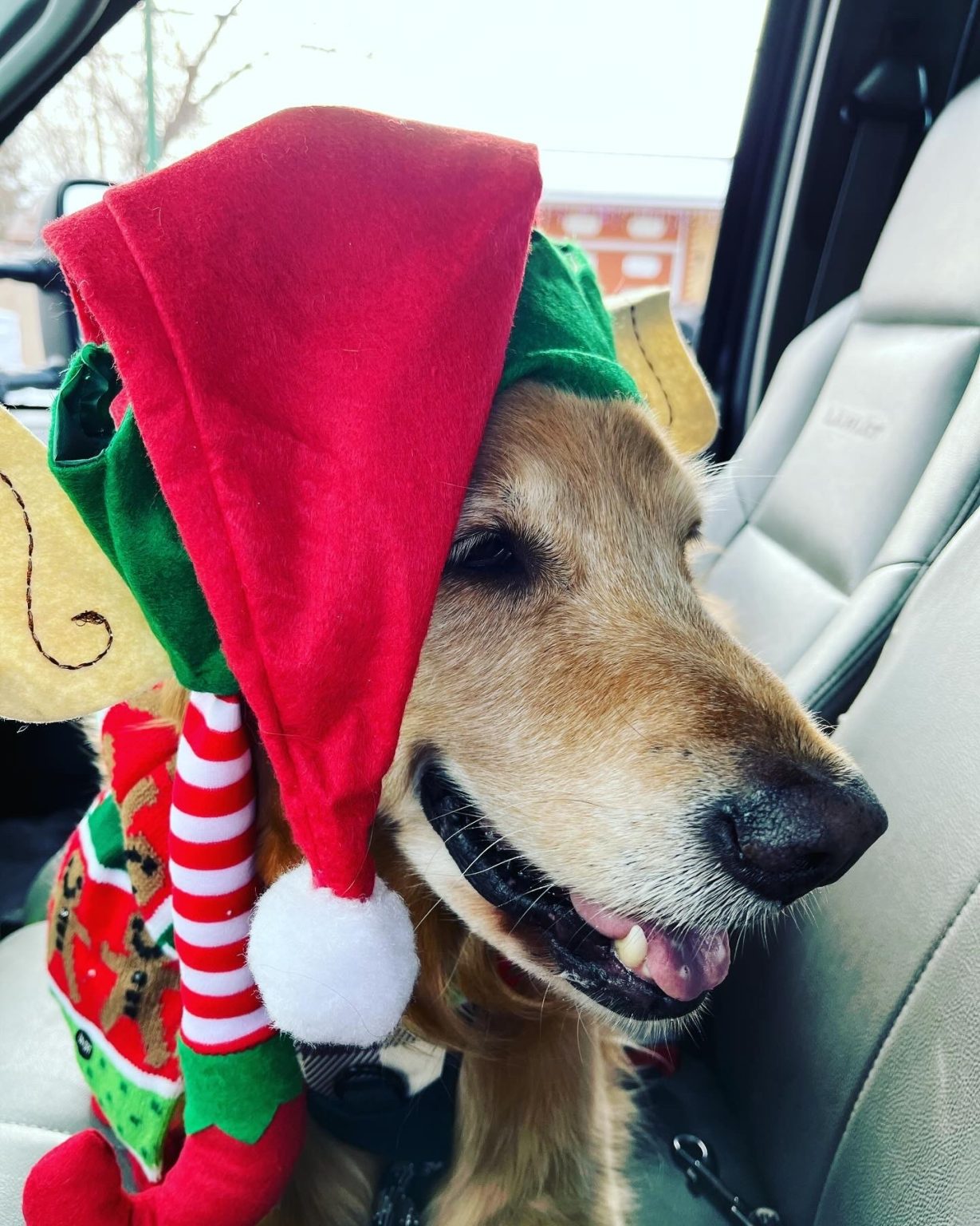 Not Every Dog is Maya Fund – South Saskatchewan Community Foundation